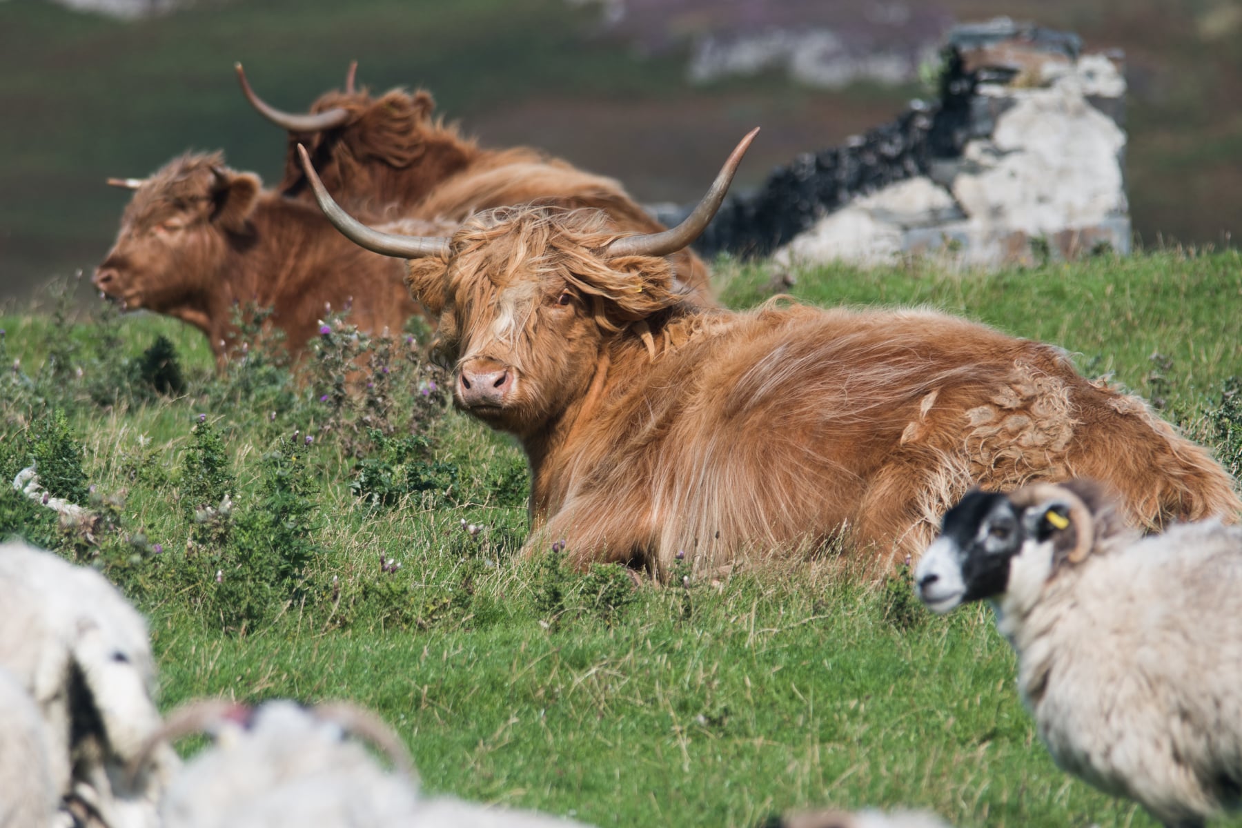 Islay-landscape-photography-workshop-scotland-uk | Isle Of Harris ...